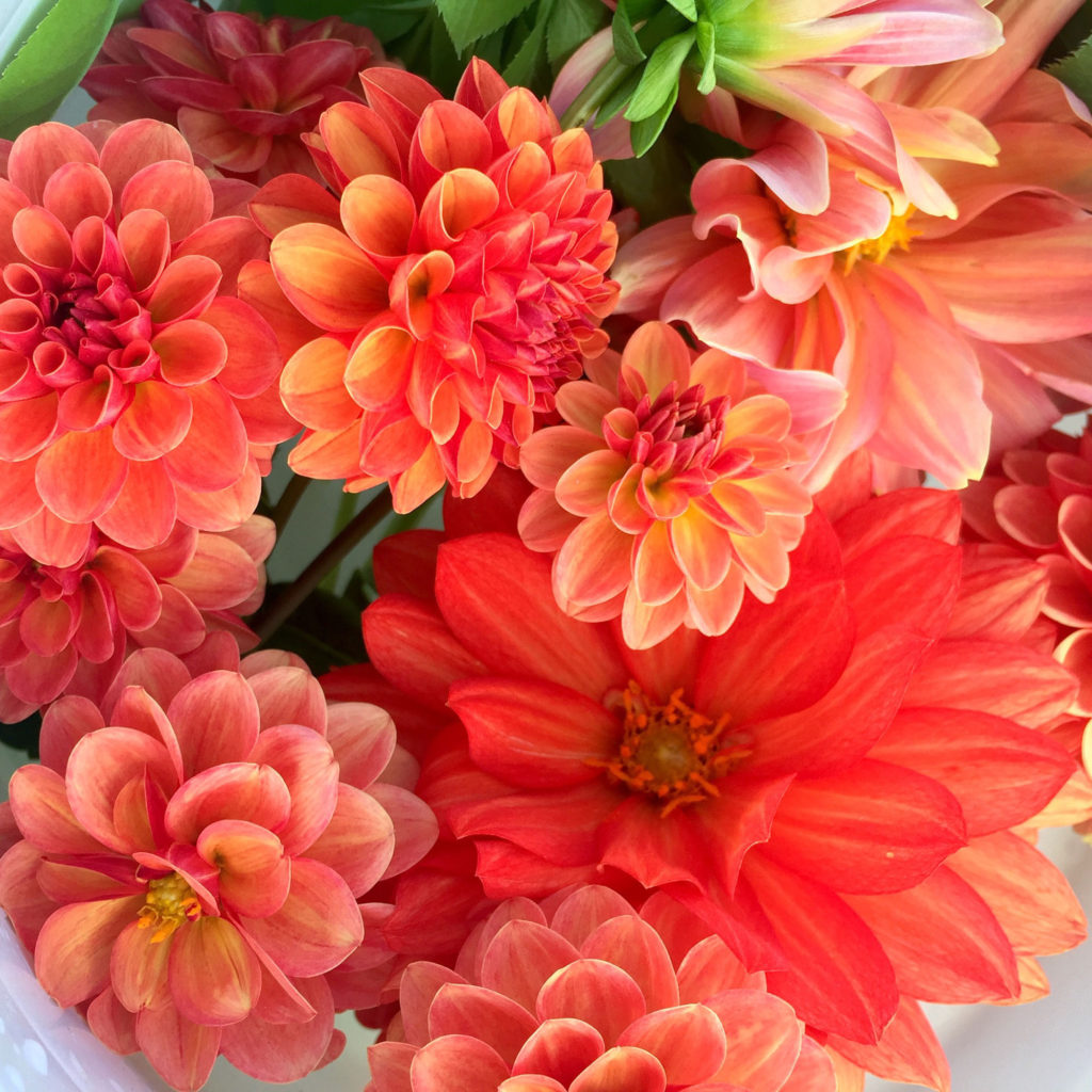 All In the Garden Occasions Workshops