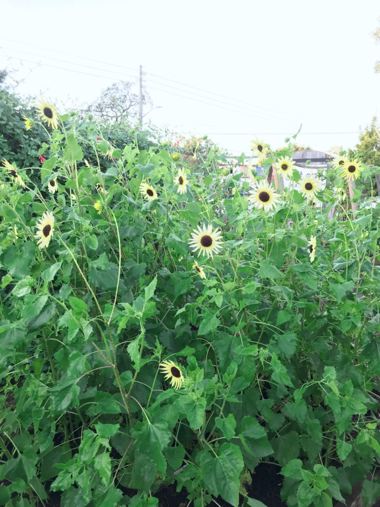 Italian White Sunflowers checked all of the important boxes: